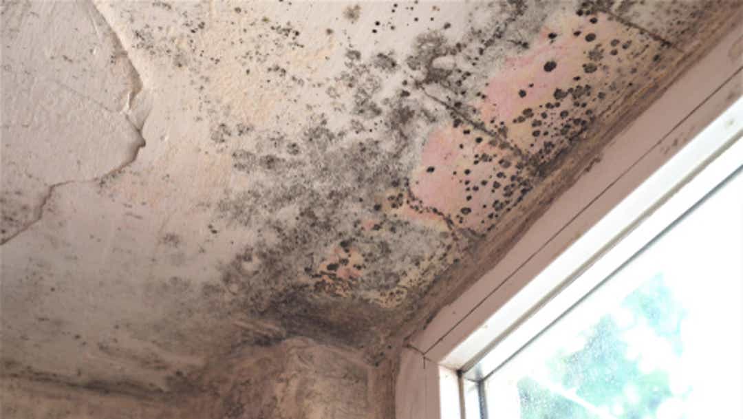 How Long Does It Take for Mold to Grow? | SERVPRO