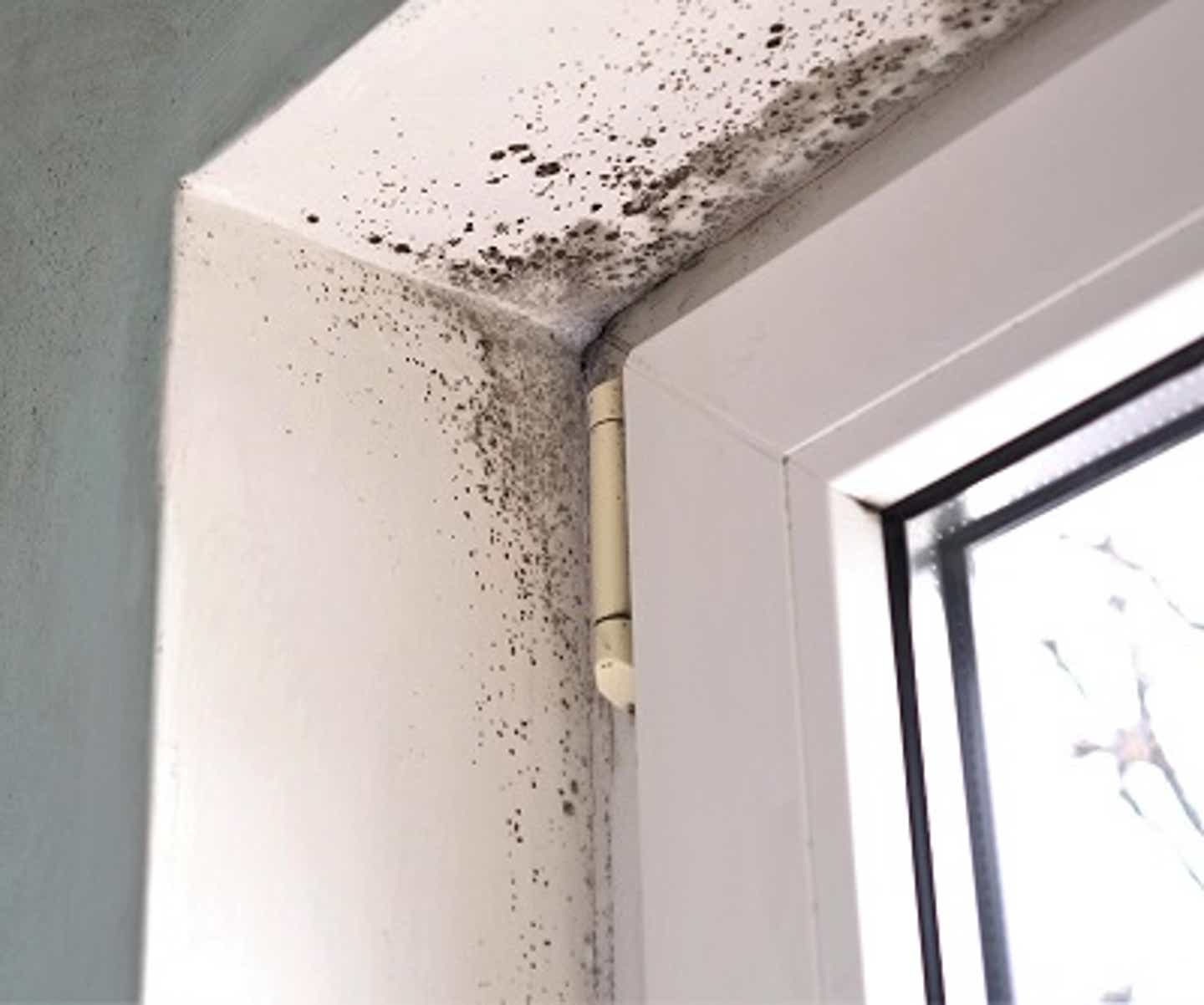Mold Remediation, Removal & Restoration Services | SERVPRO