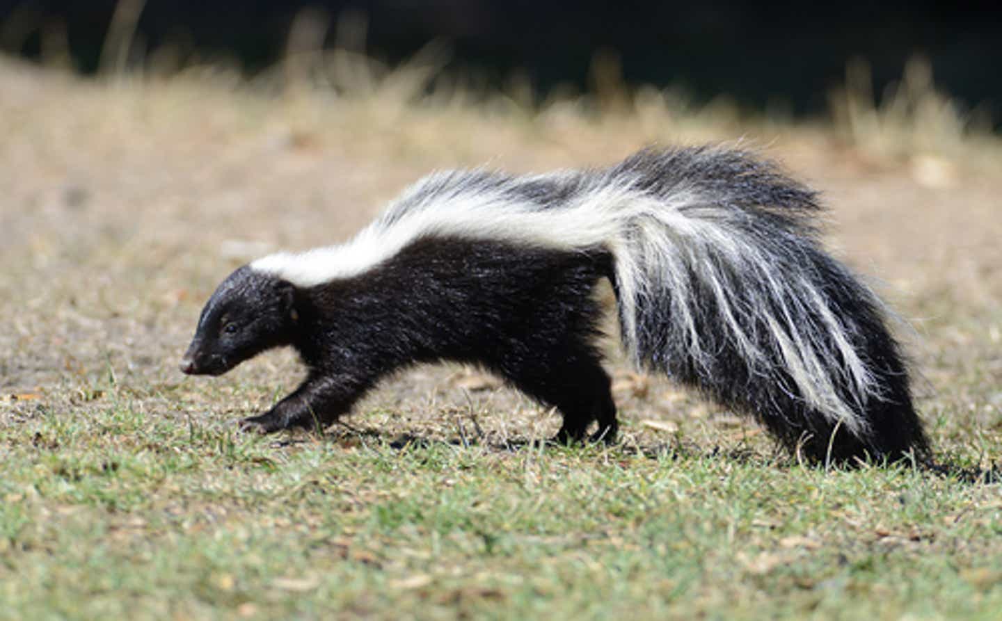 How to Get Rid of Skunk Smell: Eliminating Skunk Odor | SERVPRO