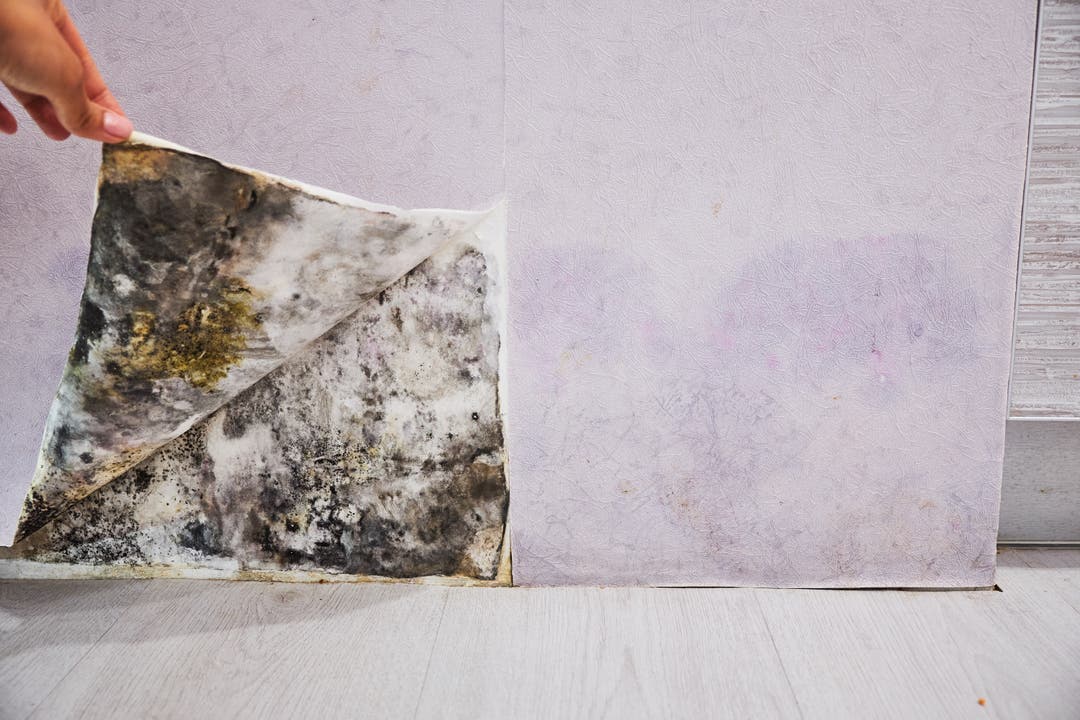 Mold Cleanup and Mold Restoration Process: an Overview | SERVPRO