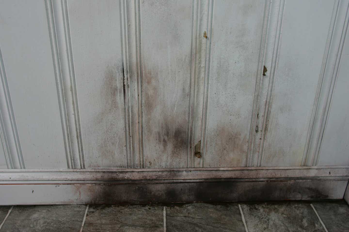 Mold Resources | SERVPRO